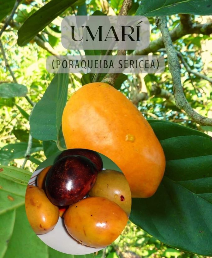 EL UMARÍ DE IQUITOS «EL ENCANTO DE LA SELVA» CADA VEZ ENTRA EN PELIGRO ...