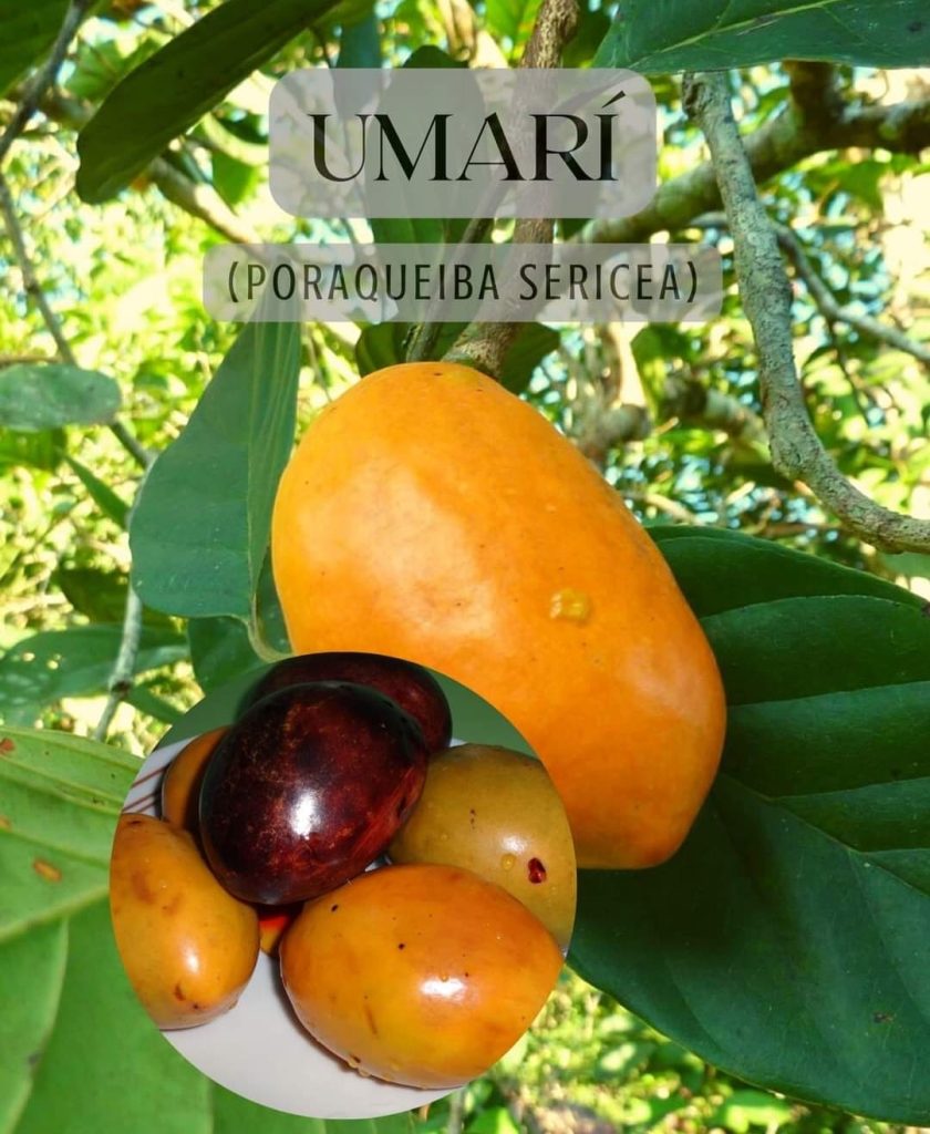 EL UMARÍ DE IQUITOS «EL ENCANTO DE LA SELVA» CADA VEZ ENTRA EN PELIGRO ...